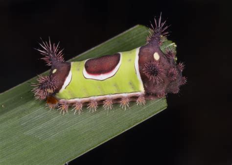 Saddleback Caterpillar