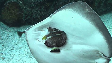 Stingray Can Eat
