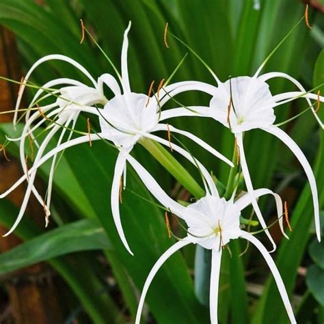 Jual Bunga Spider Lily Shopee Indonesia