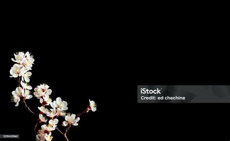검은 배경에 꽃이 만발한 사과 나무의 가지 텍스트의 Opy 공간입니다 봄의 짧은 순간 꽃 과일 나무의 순간을 즐기고 검은색에 대한 스톡 사진 및 기타 이미지 Istock