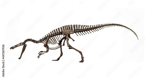 Fossil Skeleton Of Dinosaur Suchomimus Isolated On White Background