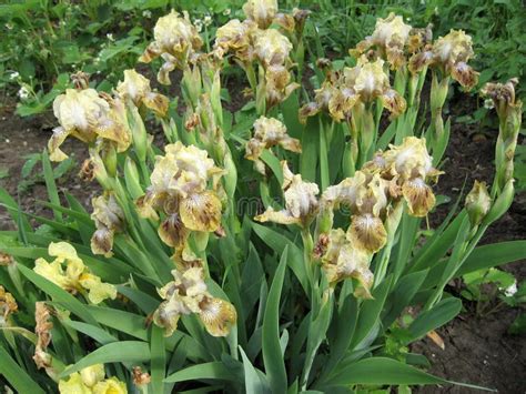 Colorful Irises In The Garden Perennial Garden Gardening Bearded