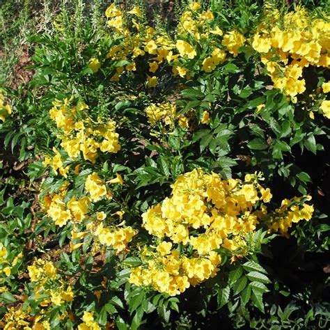 Tecoma Stans V Stans Gold Star Yellow Bells Esperanza Green