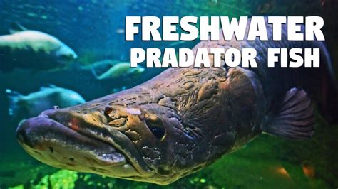 Top 10 Freshwater Predator Fish For Home Aquarium