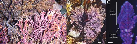 Coralline Algae Structures Attachment