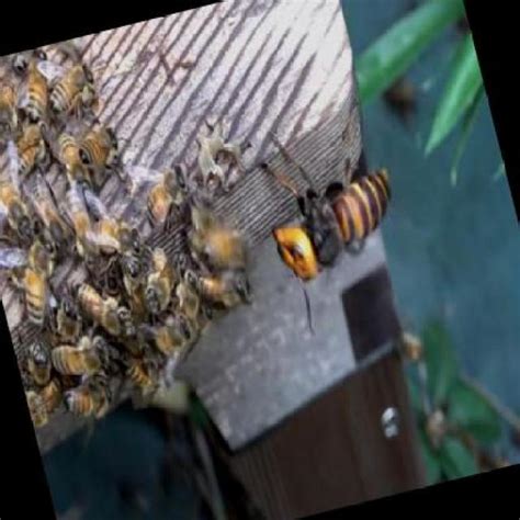 Project Yolov7 Roboflow Universe