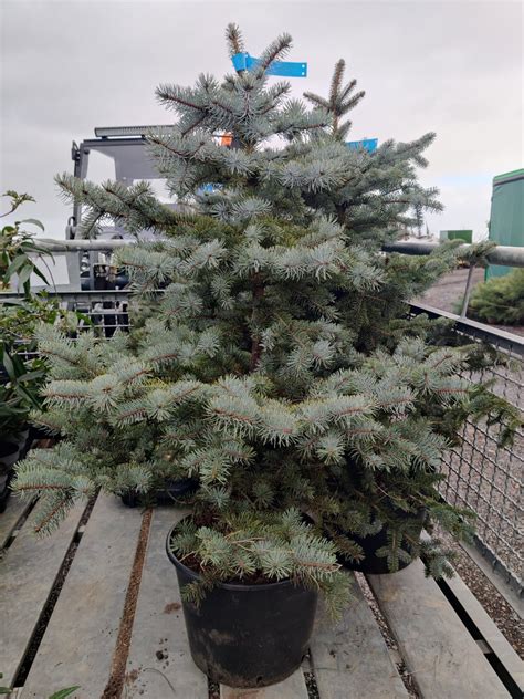 Picea pungens Blue Diamond - Woodcroft Landscapes