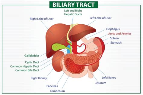 Thousand Biliary Anatomy Royalty Free Images Stock Photos Pictures Shutterstock