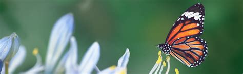 Planning An SAP S HANA System Conversion