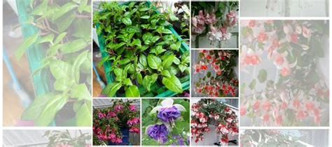 Фуксия черенки купить в Санкт-Петербурге | Товары для дома и дачи | Авито