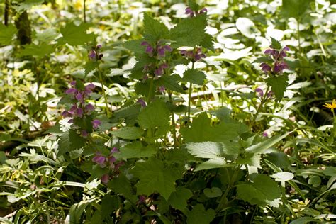 Лютик ядовитый Koto Mush — Livejournal