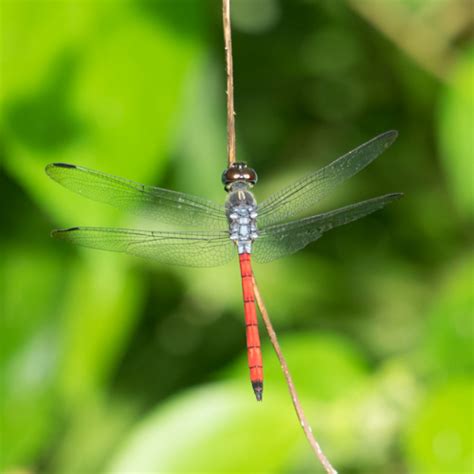 Scarlet Grenadier Lathrecista Asiatica Biodiversity And Environment