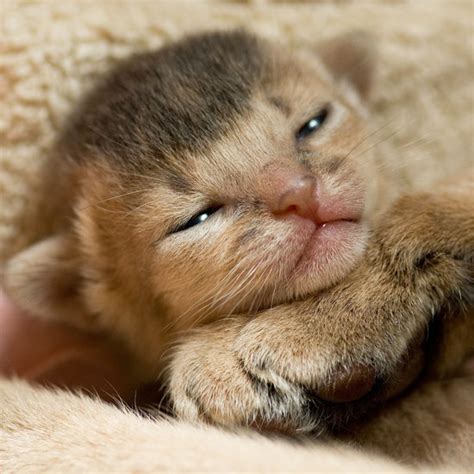عکس هایی از بچه های ناز حیوانات