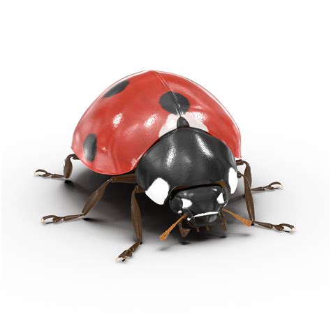 Ladybug 3d Model 49 3ds C4d Max Obj Ma Fbx Free3d