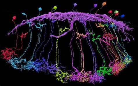 New Efforts To Relate Brain Structure And Function Reveal Surprising Properties Of Neural