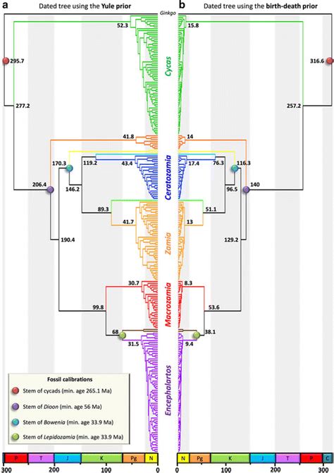 Time Calibrated Phylogeny Of Cycadales Obtained With The Four Fossil