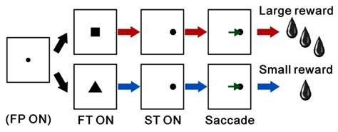 Schematic Diagram For The Reward Biased Visually Guided Saccade Task