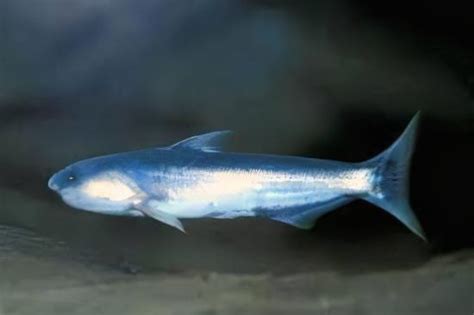 Whale Catfish Cetopsis Coecutiens 10cm Sims Tropical Fish Tropical