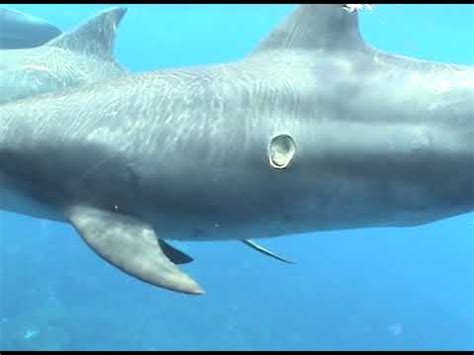 Cookie Cutter Shark Bite On Dolphin Youtube
