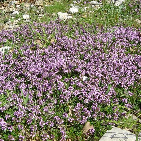 Growing Thymus Serpyllum A Complete Guide To Wild Thyme Cultivation
