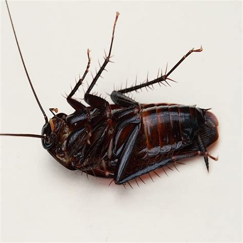 Types Of Cockroaches How To Identify Cockroach Species