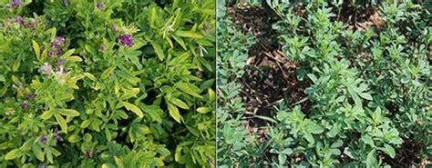 Expect Severe Potato Leafhopper Infestation Scouting And Control