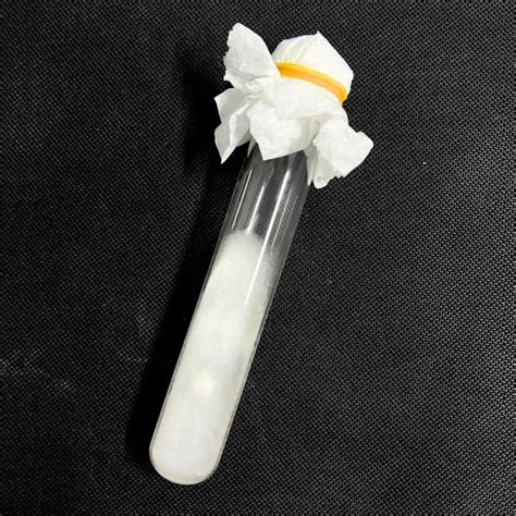 Giống Thạch Nấm Mối đen 3c Farm