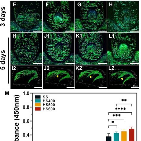In Vitro Bioactivity Analysis For Scaffolds With Different Inner Download Scientific Diagram