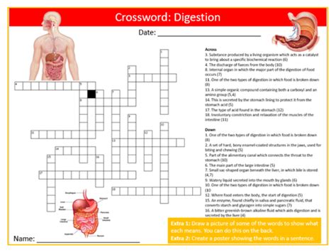 Digestion Crossword Puzzle Sheet Keywords Ks3 Settler Starter Cover Lesson Science Biology