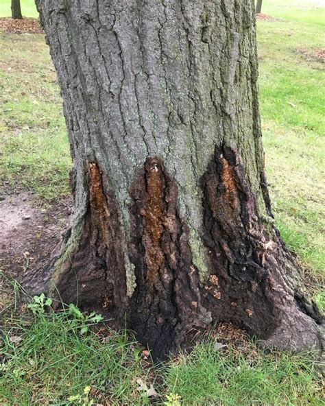 Oak Tree Wetwood Or Slime Flux Description Causes Treatment