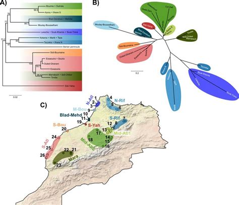 A Simplified Phylogenetic Tree Obtained From The Maximum Likelihood Download Scientific