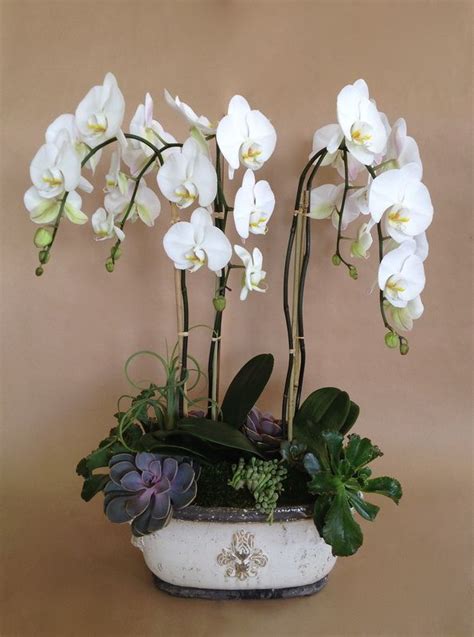 13 Orchid Arrangement Ideas Orchid Arrangements Arrangement Orchids
