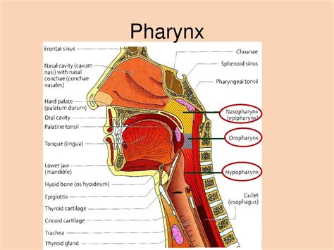 Pharynx Definition Deutsch Pharynx Anatomy Function And Treatment