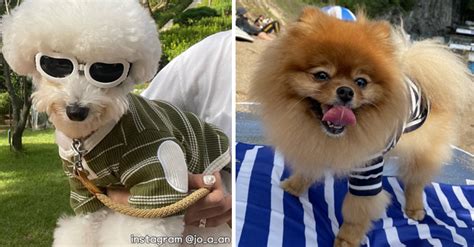 캐주얼한 강아지 옷 추천 가지 데일리룩으로 활용해요 비마이펫 라이프