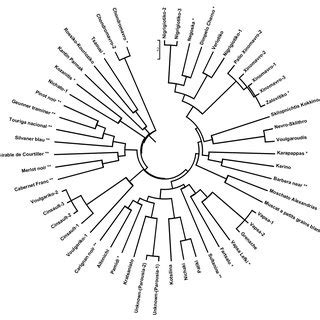 Dendrogram Based On Ssrs Showing The Genetic Relationship Among The Download High