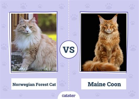 Norwegian Forest Cat Vs Maine Coon Vet Reviewed Differences With