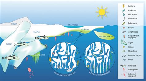 11 The Focal Ecosystem Components Fecs Circles In Sea Ice Sea Ice