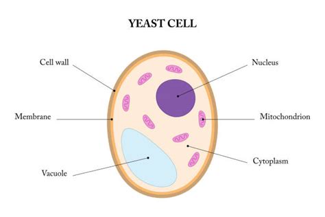 Yeast Fungi Diagram Fungi Microbiology