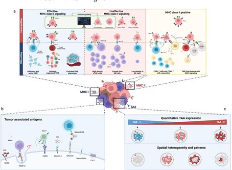 Figure From Multiplexed In Situ Spatial Protein Profiling In The Pursuit Of Precision Immuno