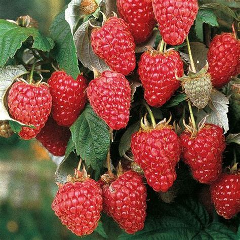 Rubus Heritage Raspberry Plantsroses
