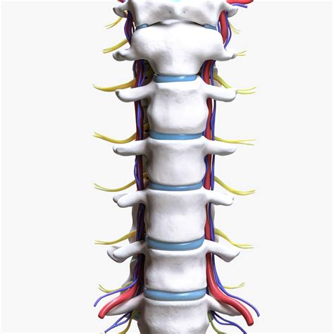 3d Cervical Spine Vertebrae Model Turbosquid 2110937