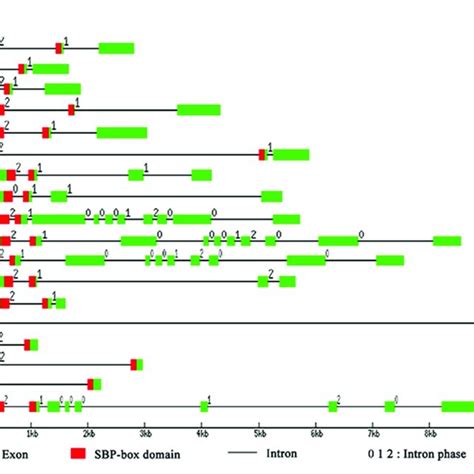 Phylogenetic Analysis And Intronexon Structures Of Blspl Genes A Download Scientific
