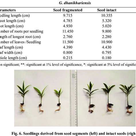 Seedling Morphological Parameters As Influenced By Seed Division Or