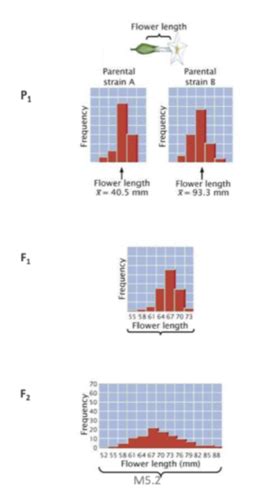 52 Quantitative Genetic Analysis Population Level Flashcards Quizlet