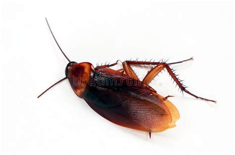 Dead Cockroach Close Up Macro Isolated On White Trash Insect Pest