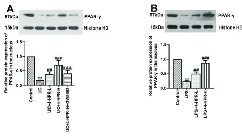 4 Hpr Activated Ppar γ In Colonic Tissues From Uc Mice And Lps Induced Download Scientific