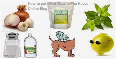 How To Kill Fleas On Dogs: Best Natural and DIY Home Remedies To Kill Fleas on Dogs and Puppies