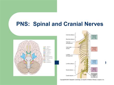 PNS Spinal Cranial Nerves Anatomy Presentation