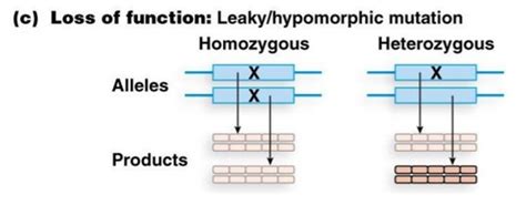 Chapt 5 Heredity Extensions And Modifications Of Basic Principles