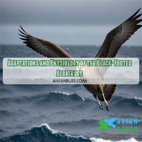 Black Footed Albatross The Majestic Ocean Wanderer Of The North Pacific